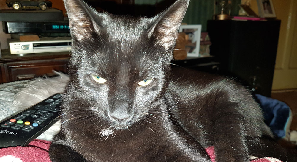 kater Dorus over: kersemus en het asiel - Huiskater Bert