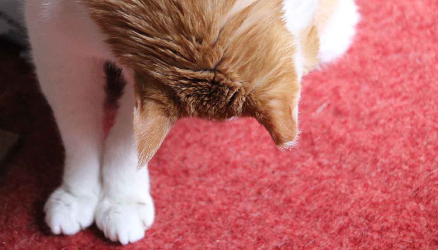 Waarom ik soms heel erg netjes ga zitten - Huiskater Bert