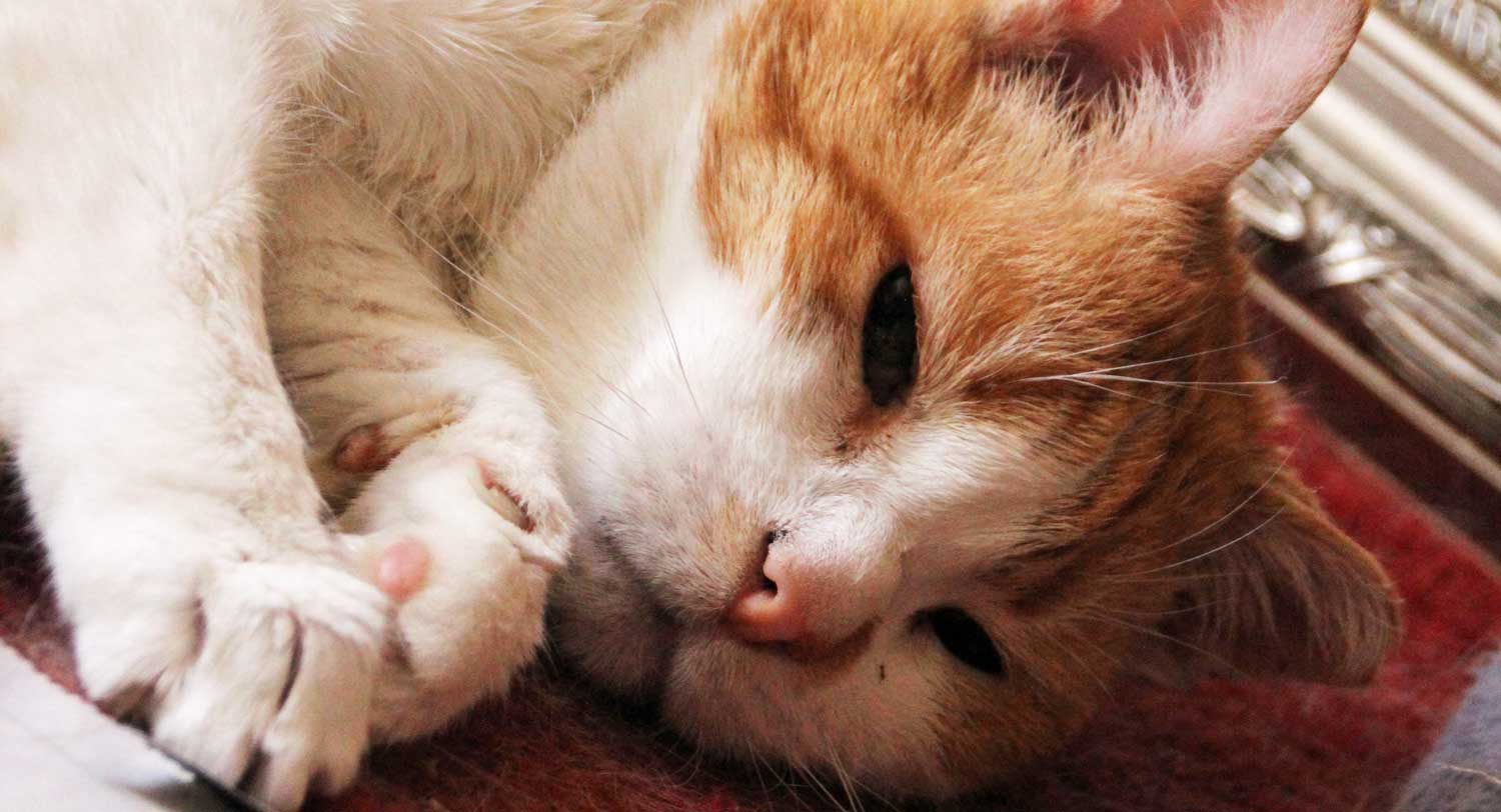 Het geheim om echt goed te kunnen aaien - Huiskater Bert