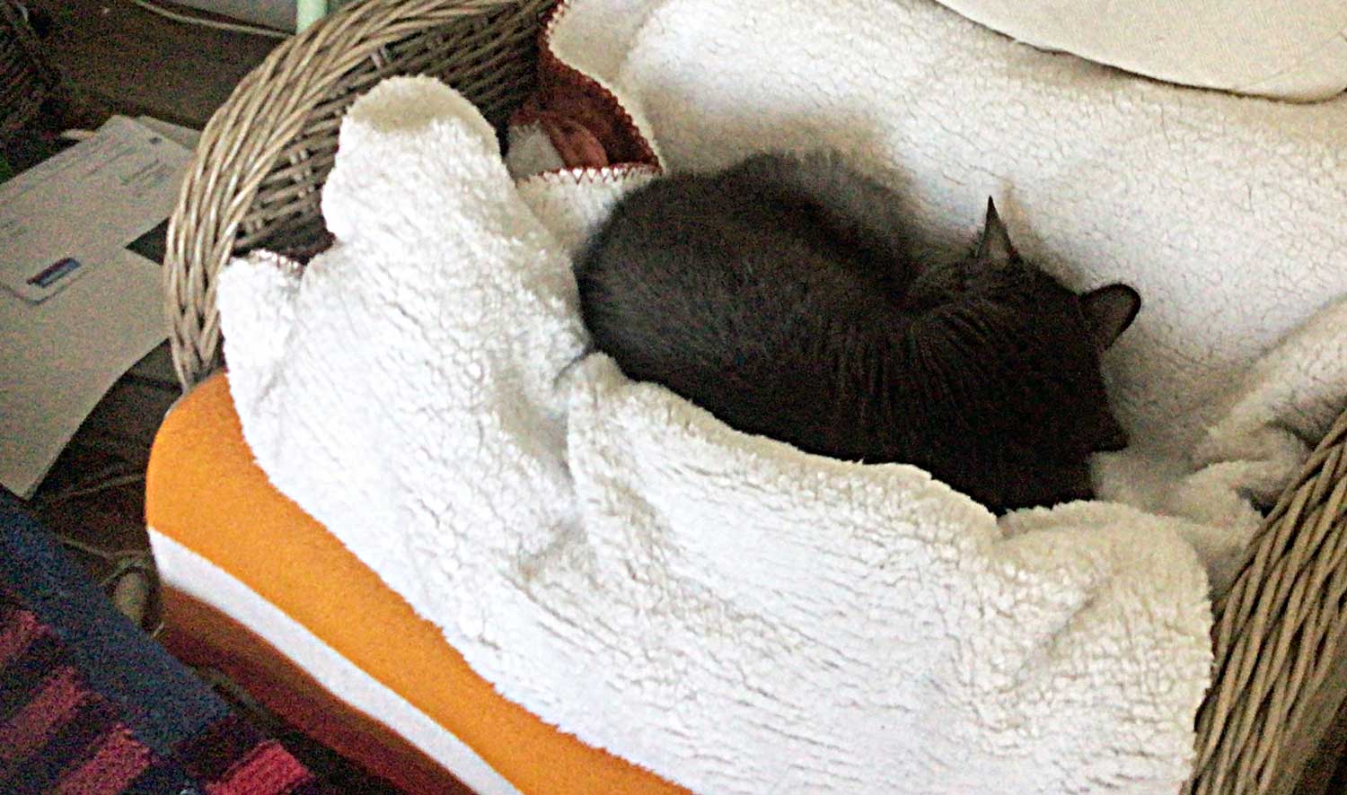 Oscar en zijn Kersemus thuis - Huiskater Bert