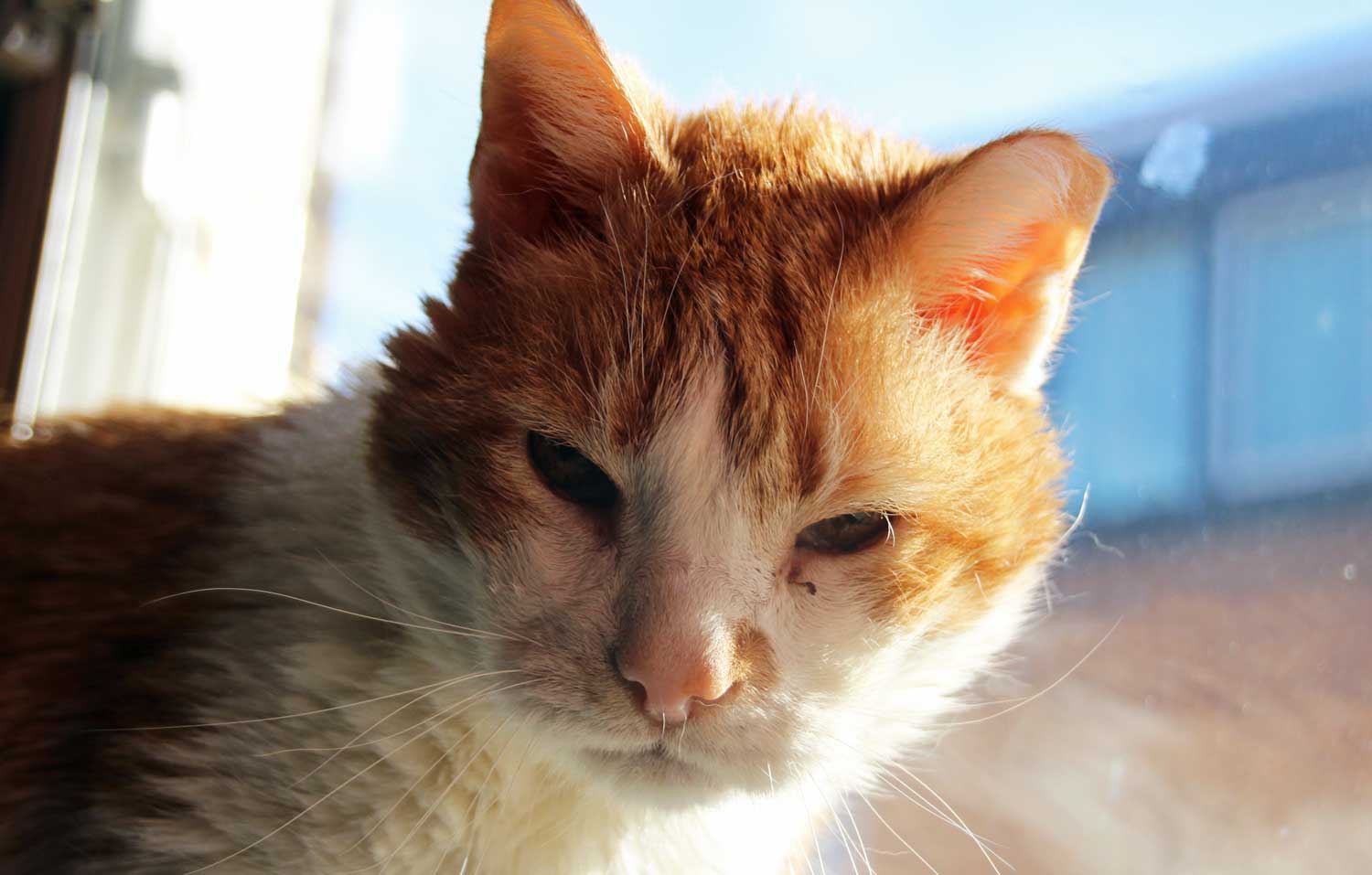 Het leefe is steeds een nieuwe faase - Huiskater Bert